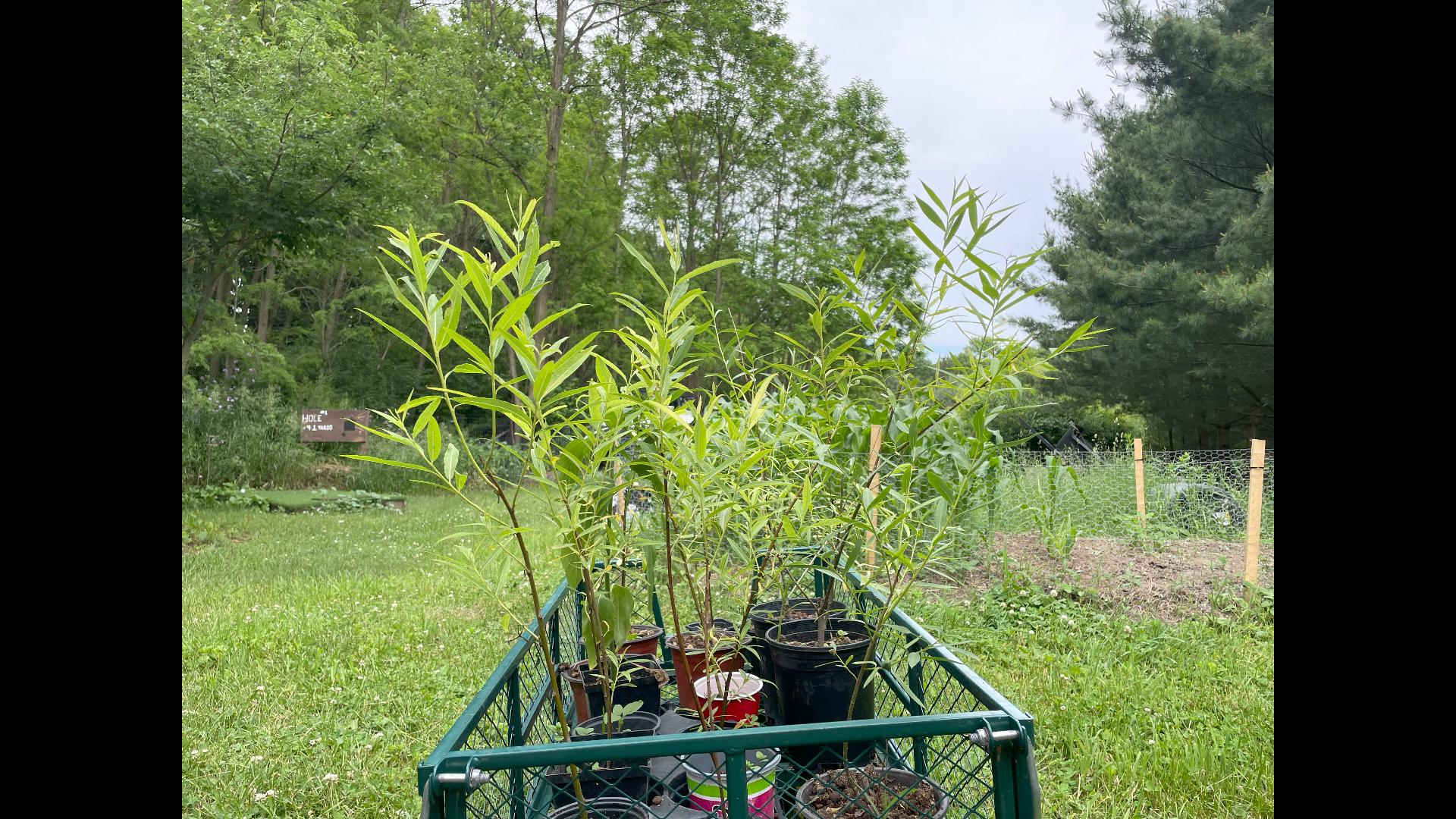 Established Willow Hedge | Shop Co.